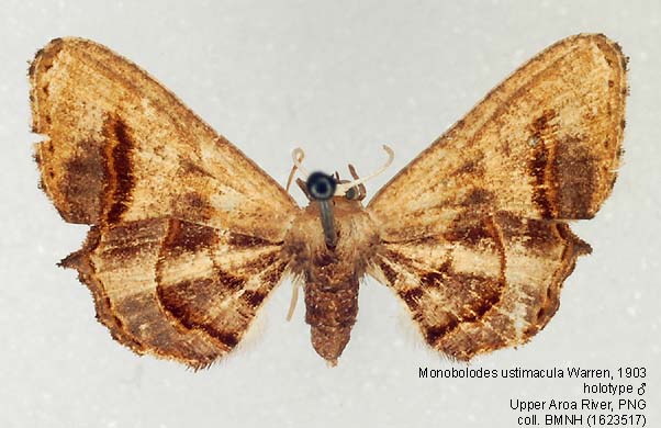 Papua Insects Foundation (Lepidoptera/Uraniidae)